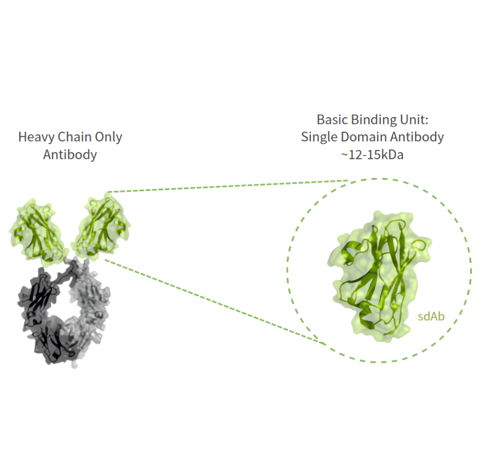 Recombinant VHH - 临界点生物