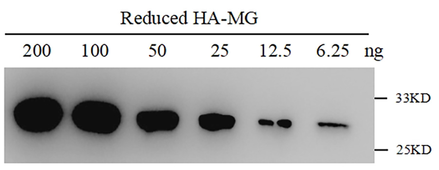 Anti-HA tag, AlpHcAbs® Rabbit antibody - 临界点生物